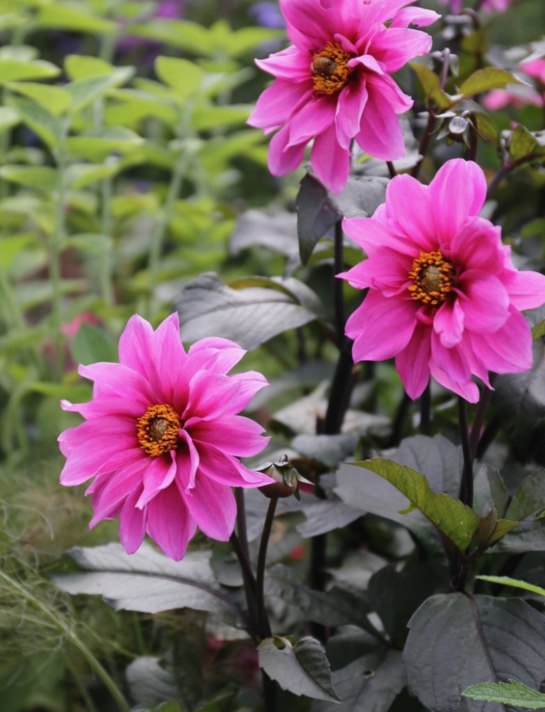 Dahlias Bring Diverse Shapes, Sizes, Colors to the Garden